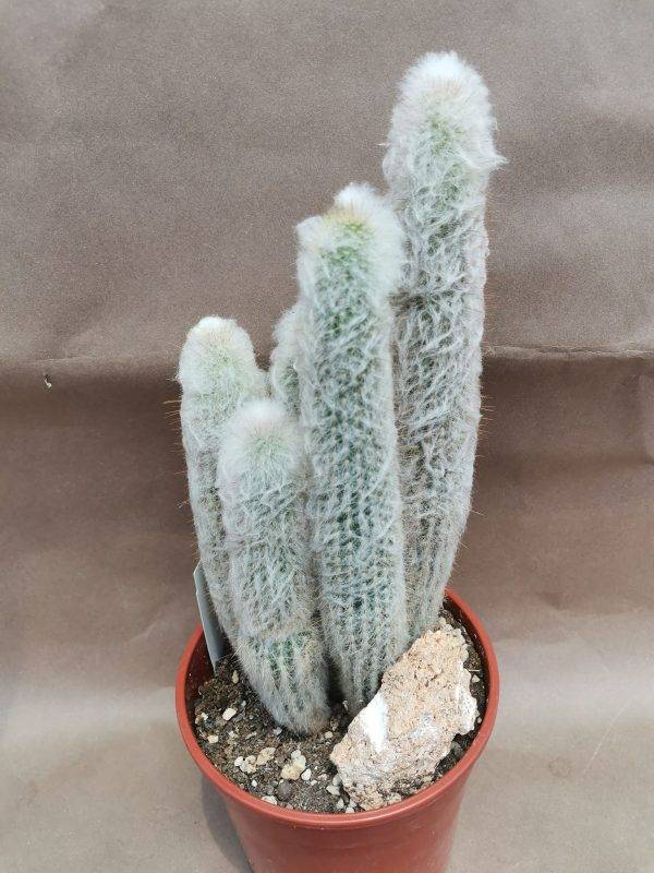 Austrocephalocereus Dybowskii accestiti - Siracactus