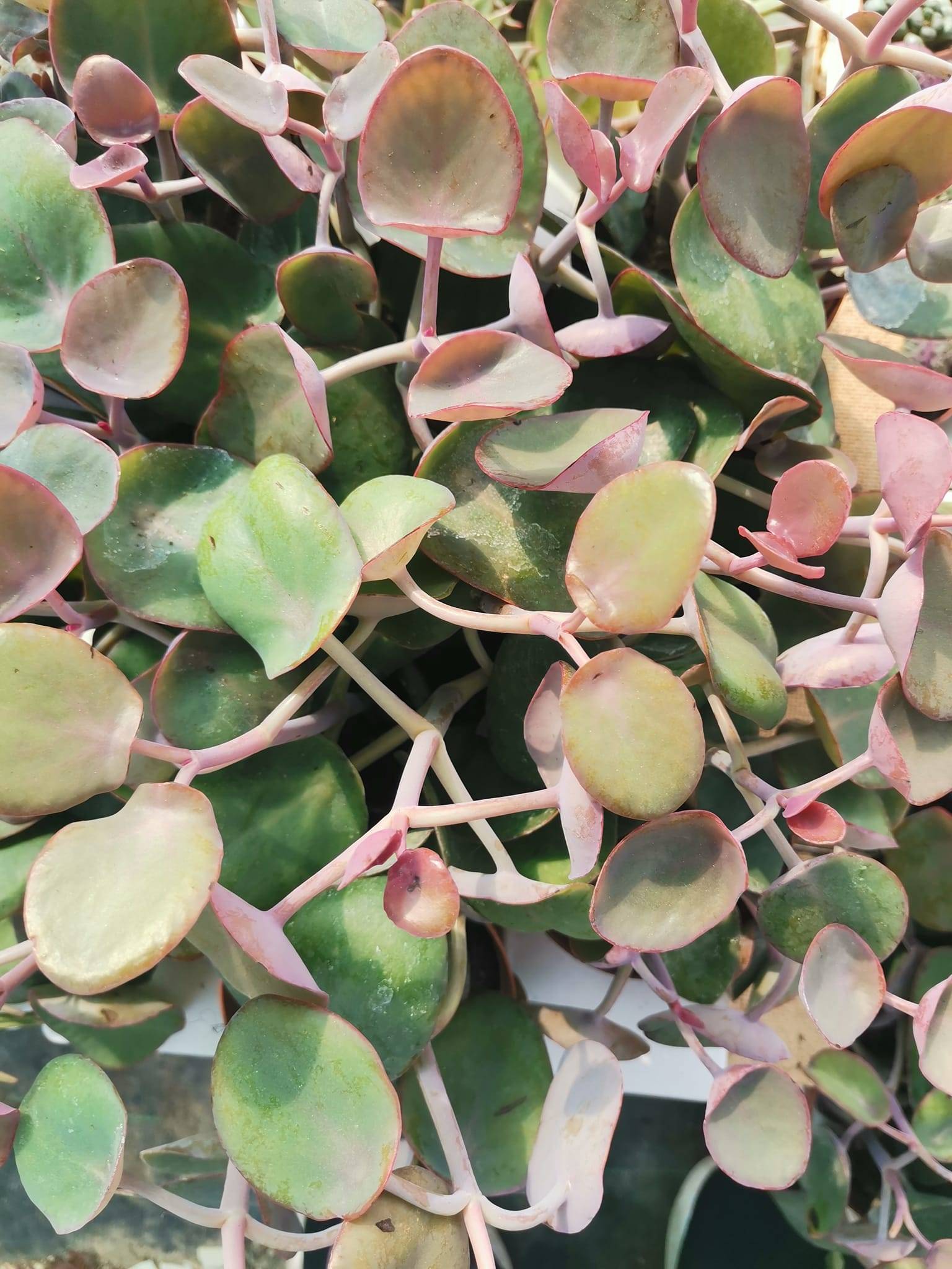 Kalanchoe Nyikae syn. Kalanchoe Hemsleyana - Siracactus